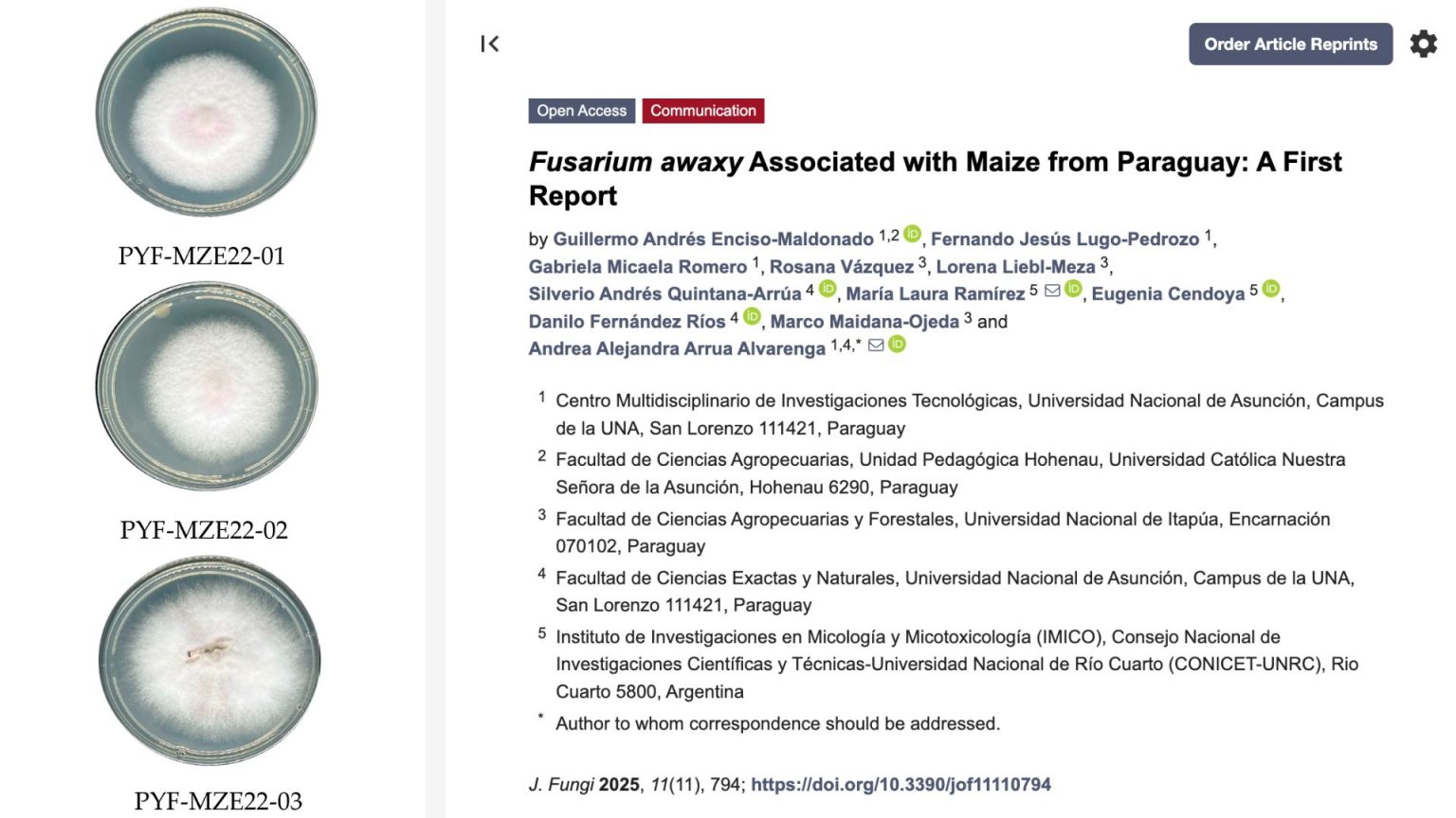 Fusarium awaxy: Confirman presencia de hongo productor de micotoxinas en cultivos de maíz en ...